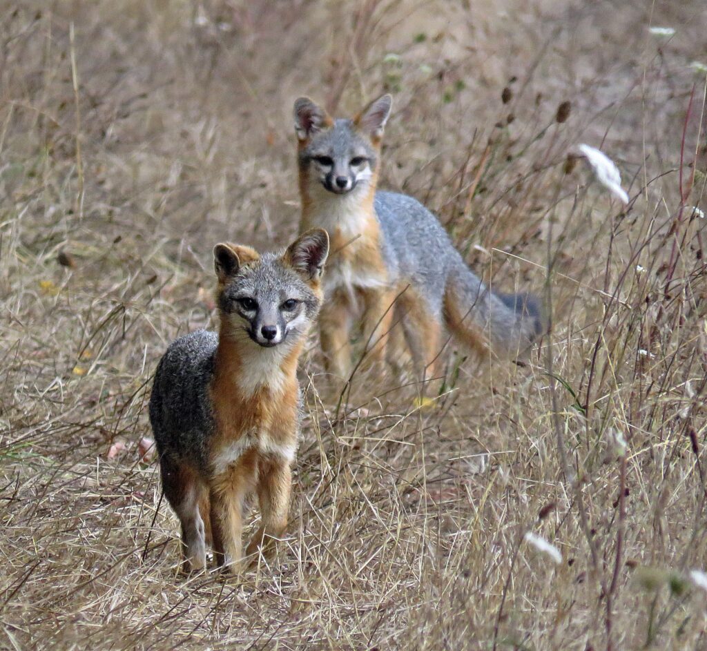 Humboldt Wildlife And Habitat Conservation Fund Humboldt Area Foundation